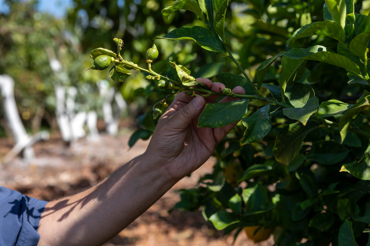 Spindrift® Sparkling Water | Best Sparkling Water
