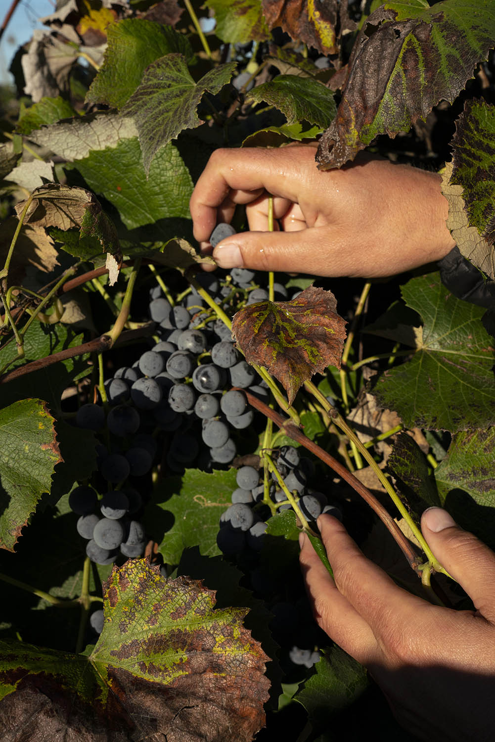 Grapeade Sparkling Water | Spindrift